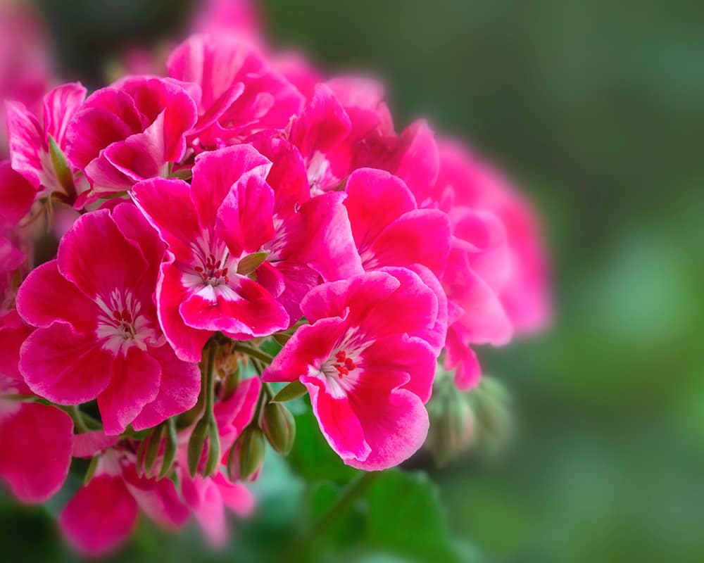Geraniol | UMOA® – umoacosmetics