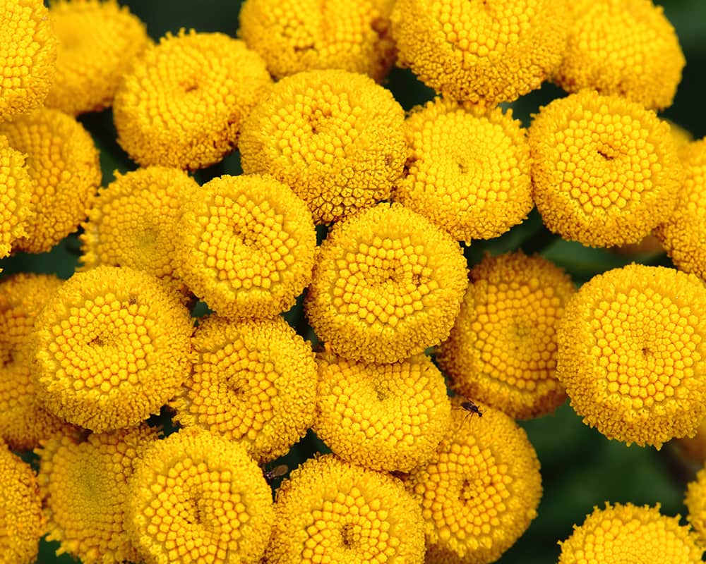 Helichrysum or Everlasting Flower ECO | UMOA® – umoacosmetics